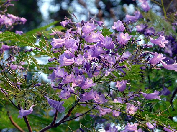 Jacaranda mimosifolia - Blue Jacaranda